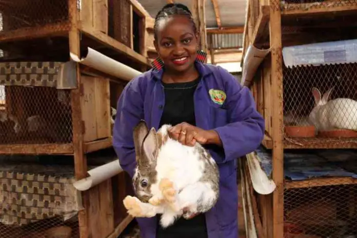 Rabbit's Gold: Discover these 15 Valuable By-Products of Rabbits ...